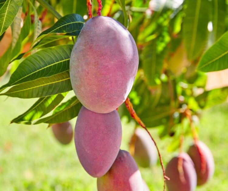 All About Mangoes: Top Varieties, Storage, Uses & More 🥭 - Make ...