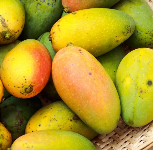 All About Mangoes: Top Varieties, Storage, Uses & More 🥭 - Make ...